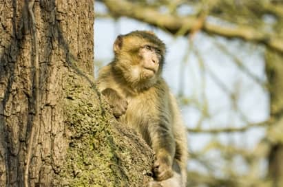 Primary School Trips and Tours to Dorset And Bournemouth | NST